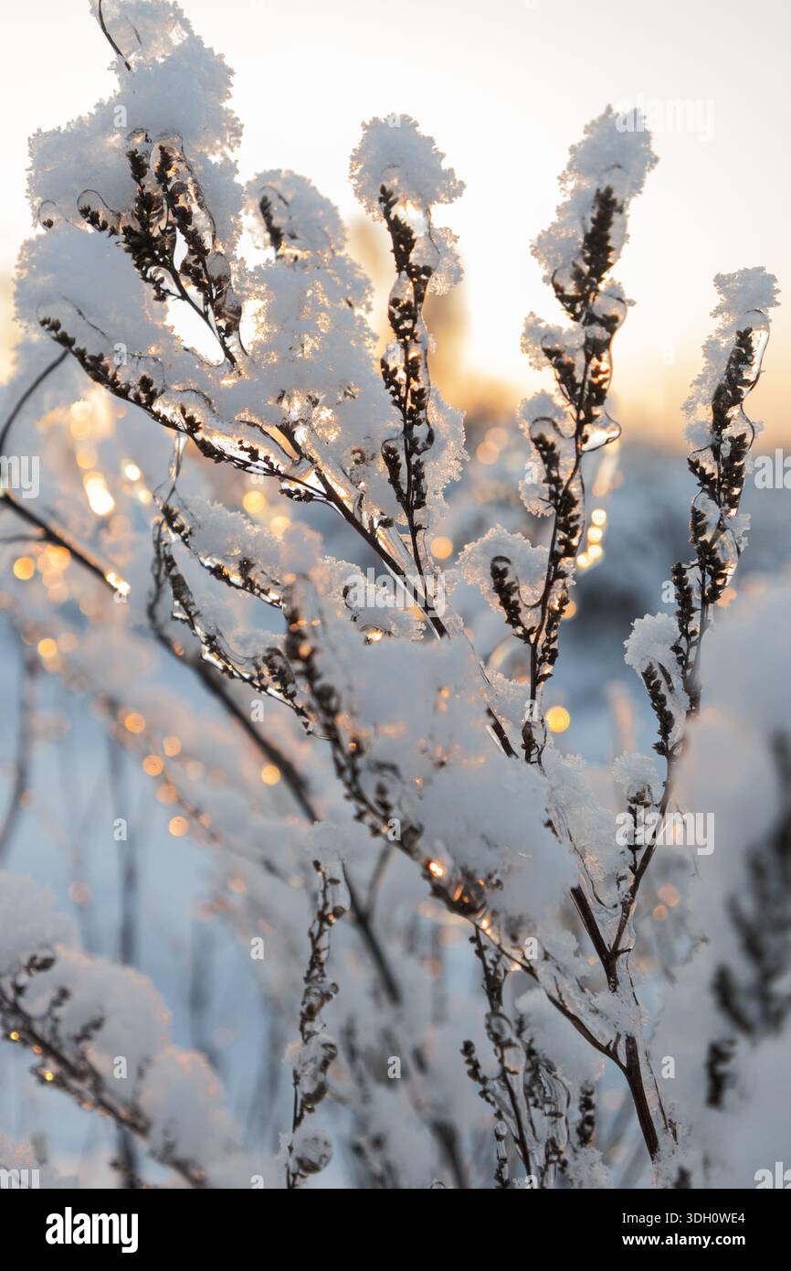 Icy plants flora frozen hi-res stock photography and images - Alamy