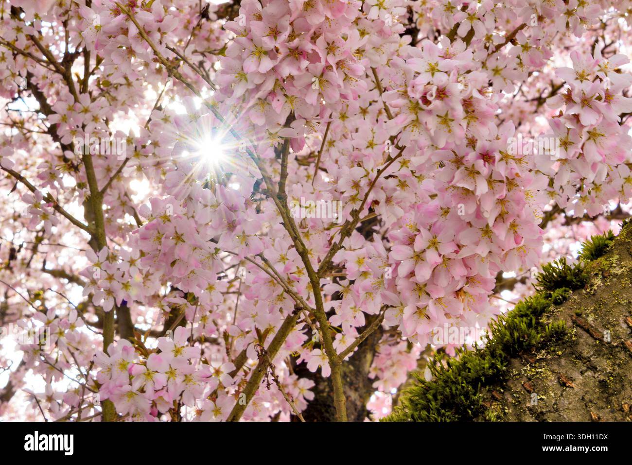 Sun rays lighting through ping flowers of blossoming cherry tree Stock ...