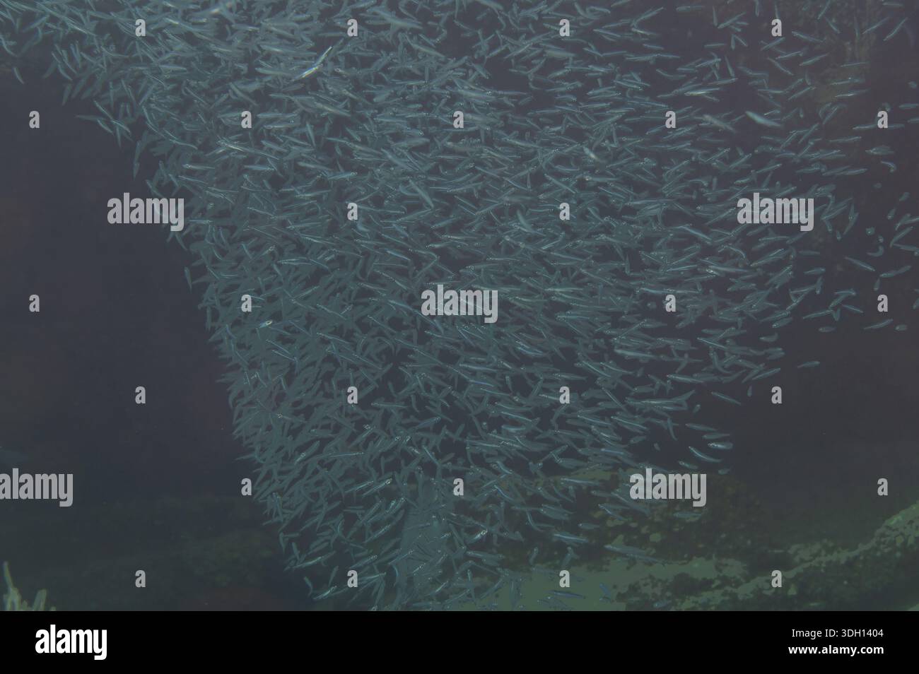 Large school of fish swimming underwater in Key Largo Stock Photo - Alamy
