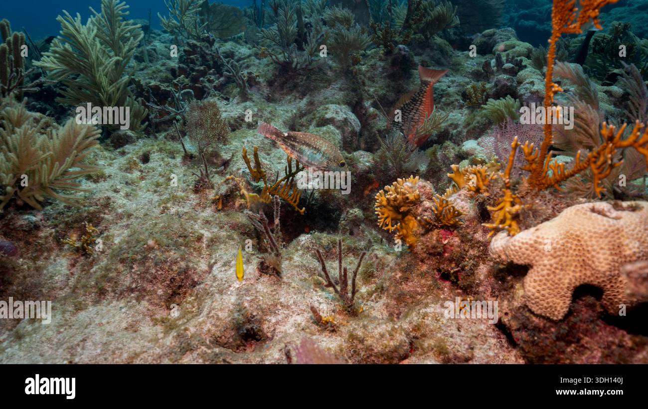 Colorful fish swimming among corals in Key Largo reef Stock Photo - Alamy