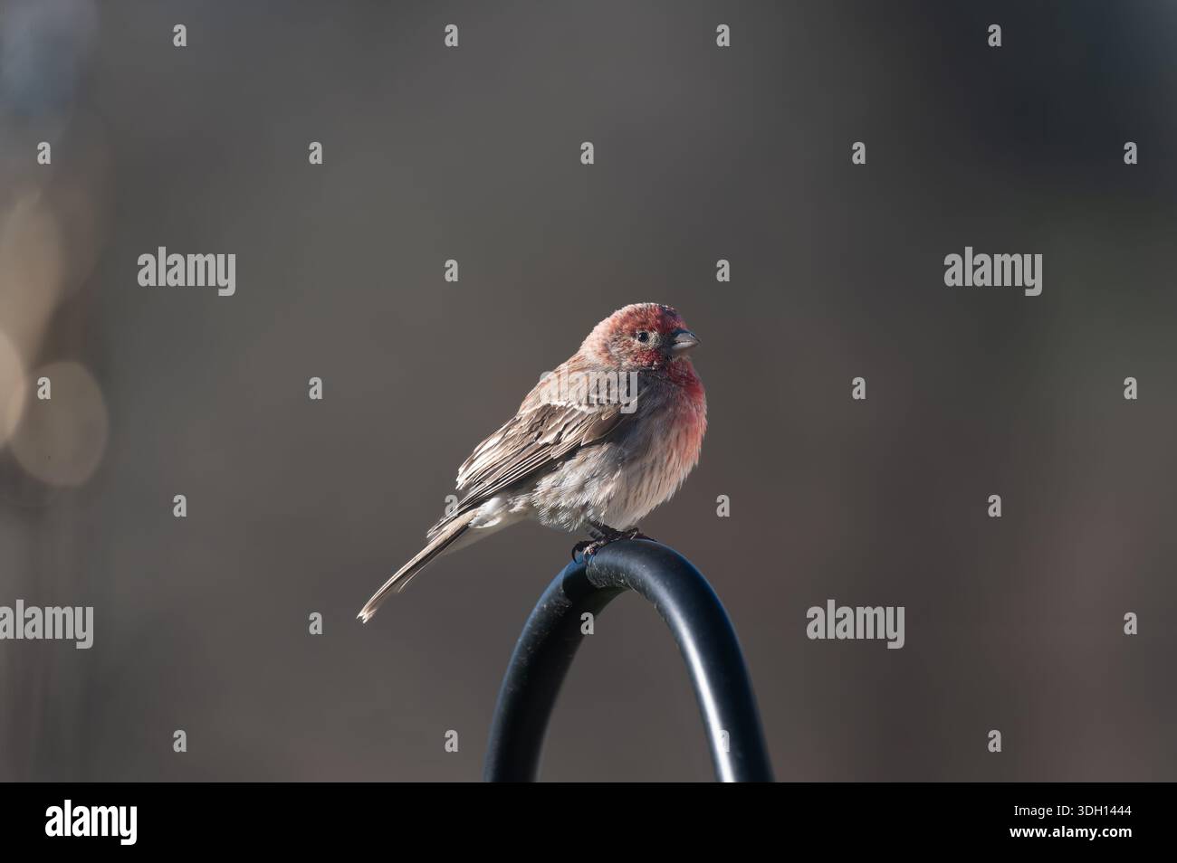 House Finch Haemorhous mexicanus Resting on Metal Perch with Copy-Space ...