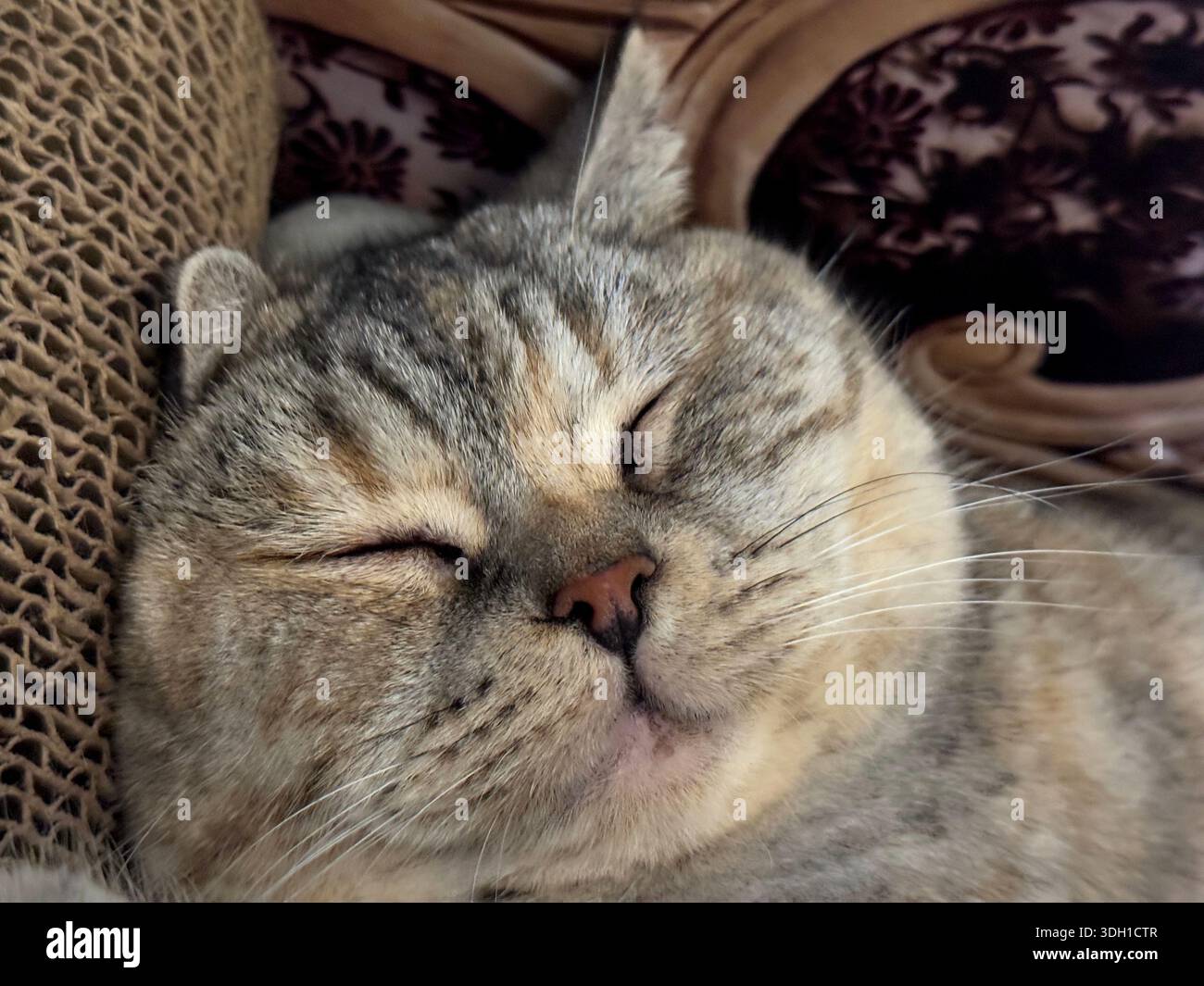 Portrait of tabby cat with eyes closed hi-res stock photography and ...