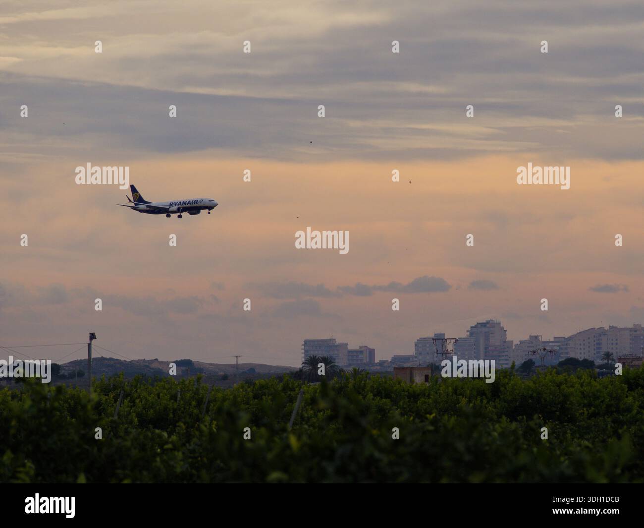 Airplane approaching airfield hidden behind fruit trees Stock Photo - Alamy