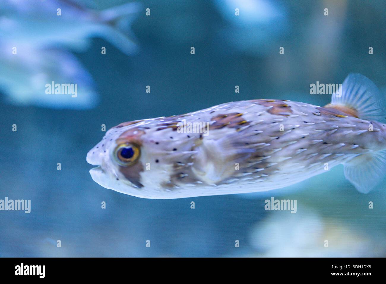 A close-up side profile view of a swimming through clear blue water ...
