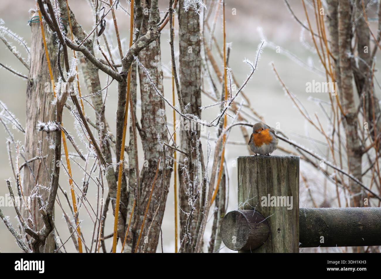 Robin winter scene hi-res stock photography and images - Alamy