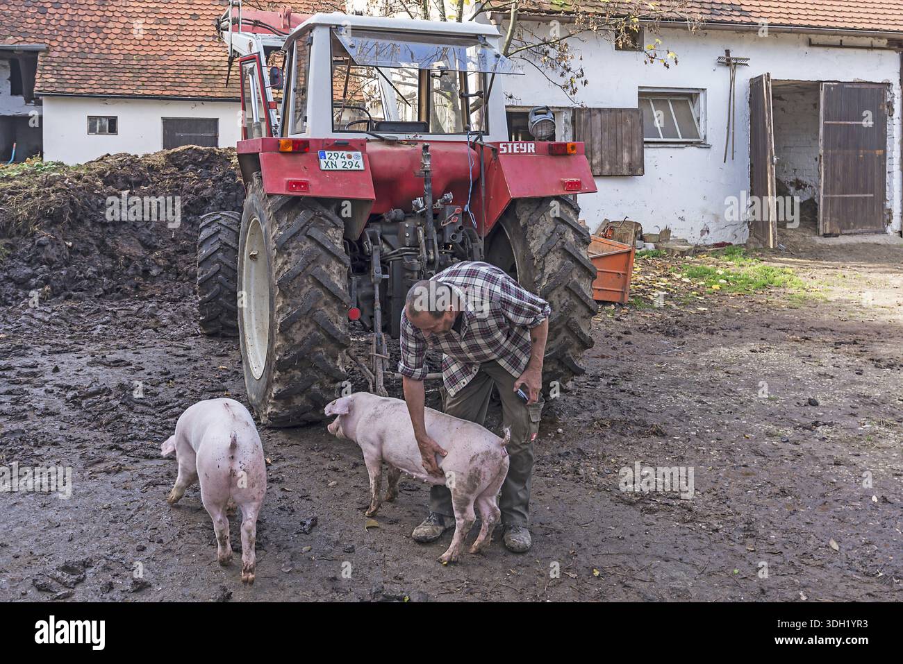 Farmer two domestic pigs hi-res stock photography and images - Alamy