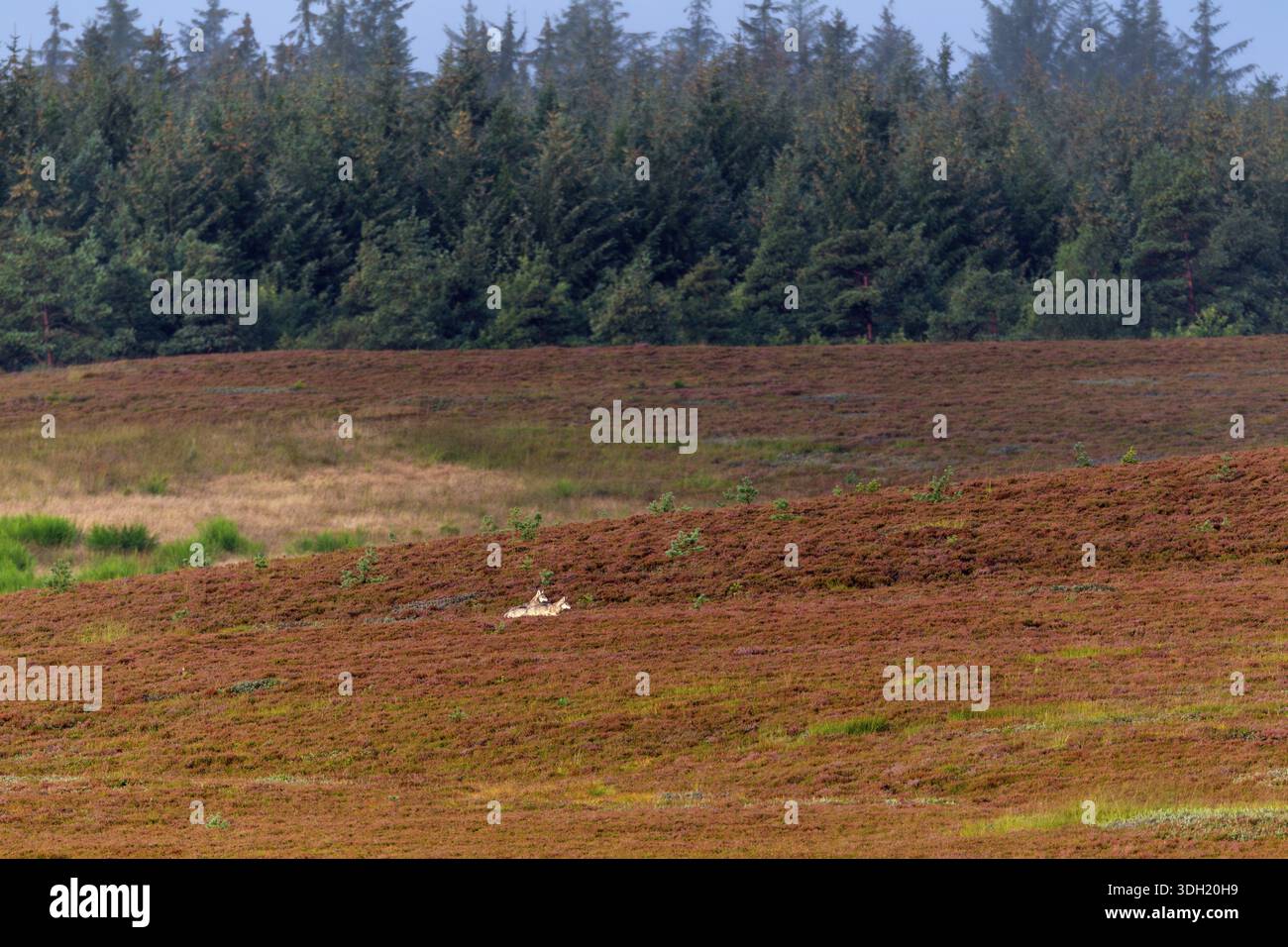 5 month wolf hi-res stock photography and images - Alamy