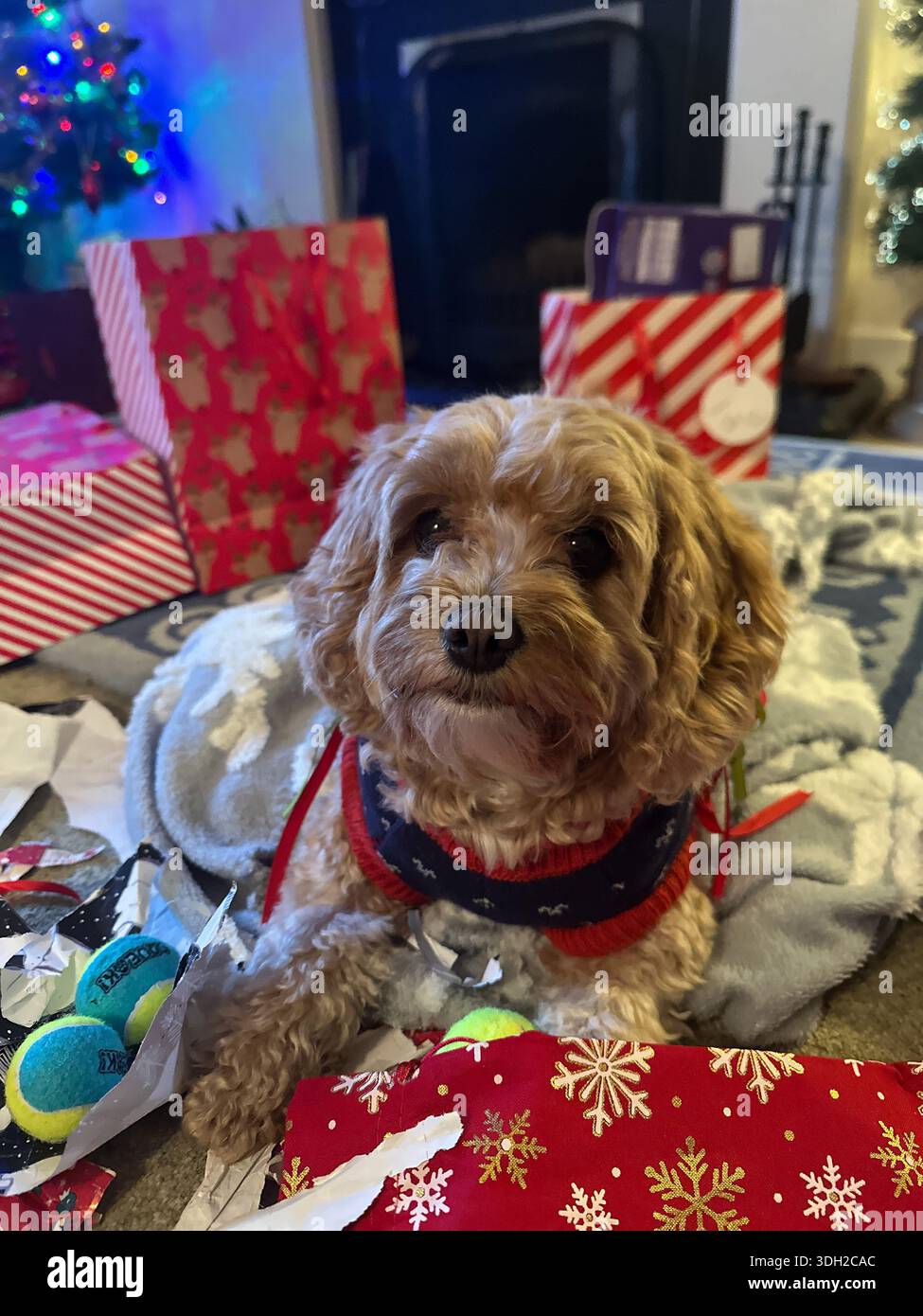 25 DEC 2025 - London, UK - A cute small Cavapoo Cavadoodle puppy at ...