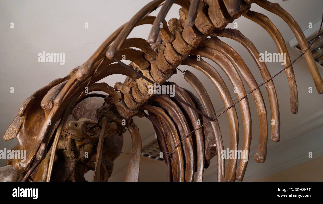 Regional extinction hi-res stock photography and images - Alamy