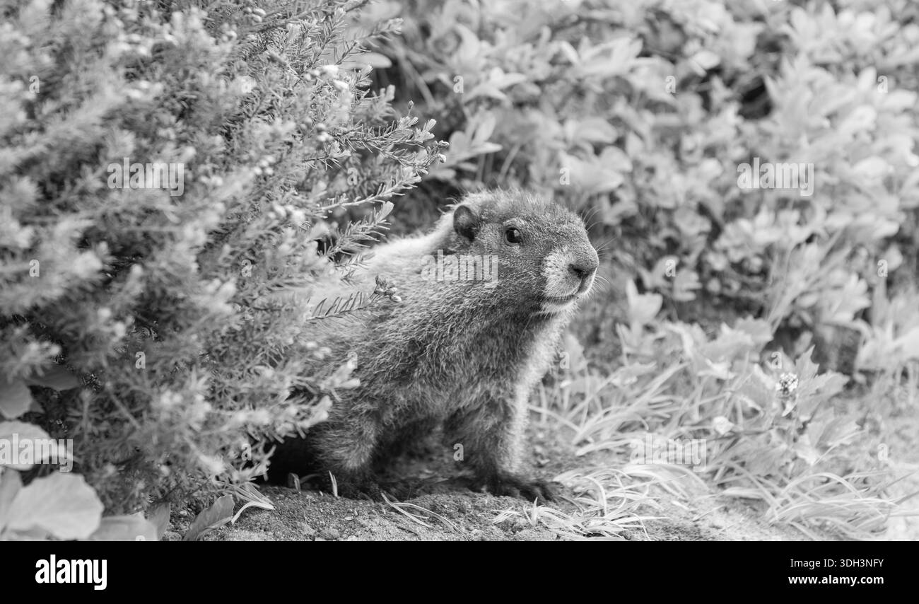 Marmot wild groundhog. Woodchuck rodent. Capybara outdoor. Wild animal ...