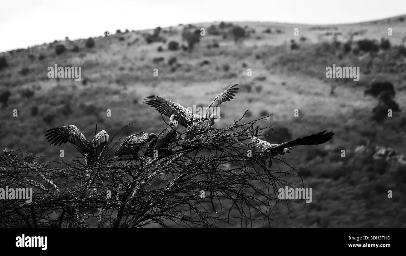 African birds photography Black and White Stock Photos & Images - Alamy