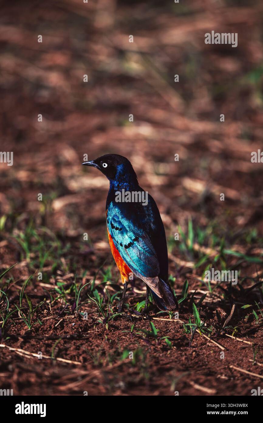 Image capturing East African birds in their natural environment ...