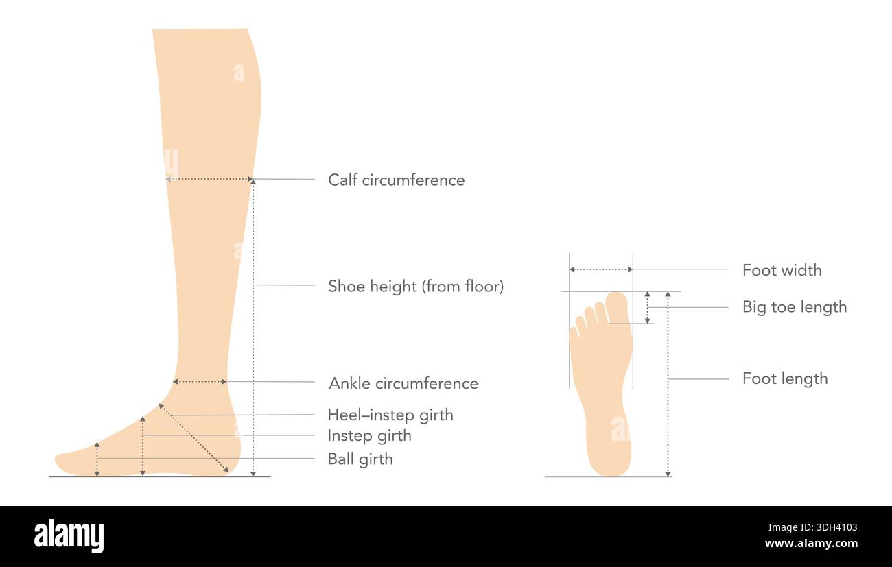Shoe sizing measurement guide flat. Calf circumference, ankle ball ...