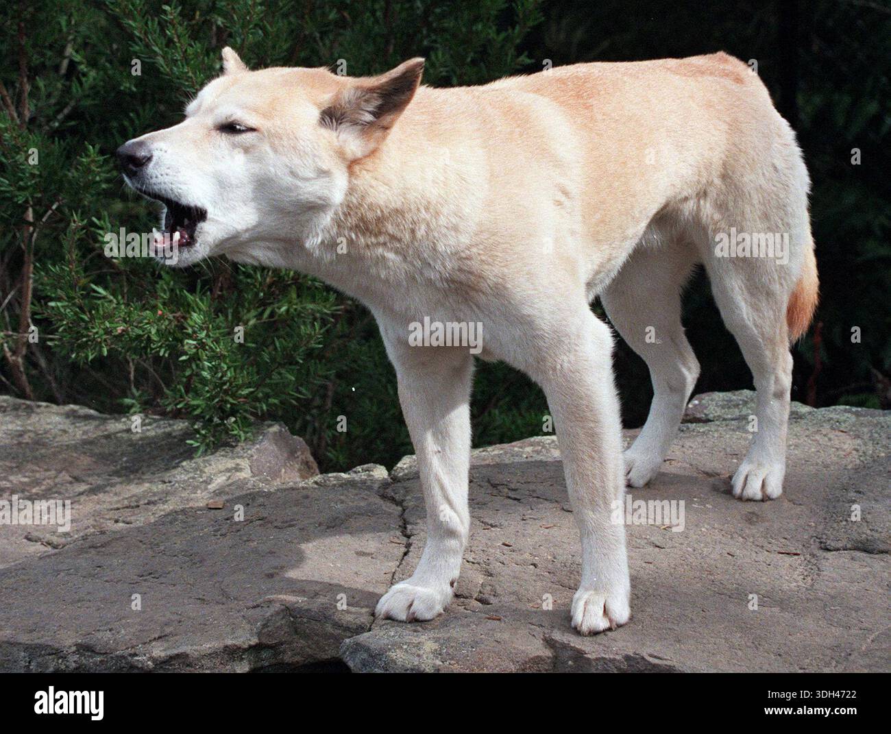 FILE - An Australian dingo is photographed at the Australian Wildlife ...