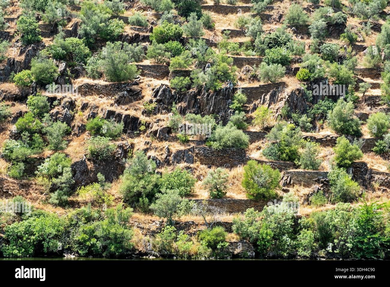 Terraces olive trees hi-res stock photography and images - Alamy
