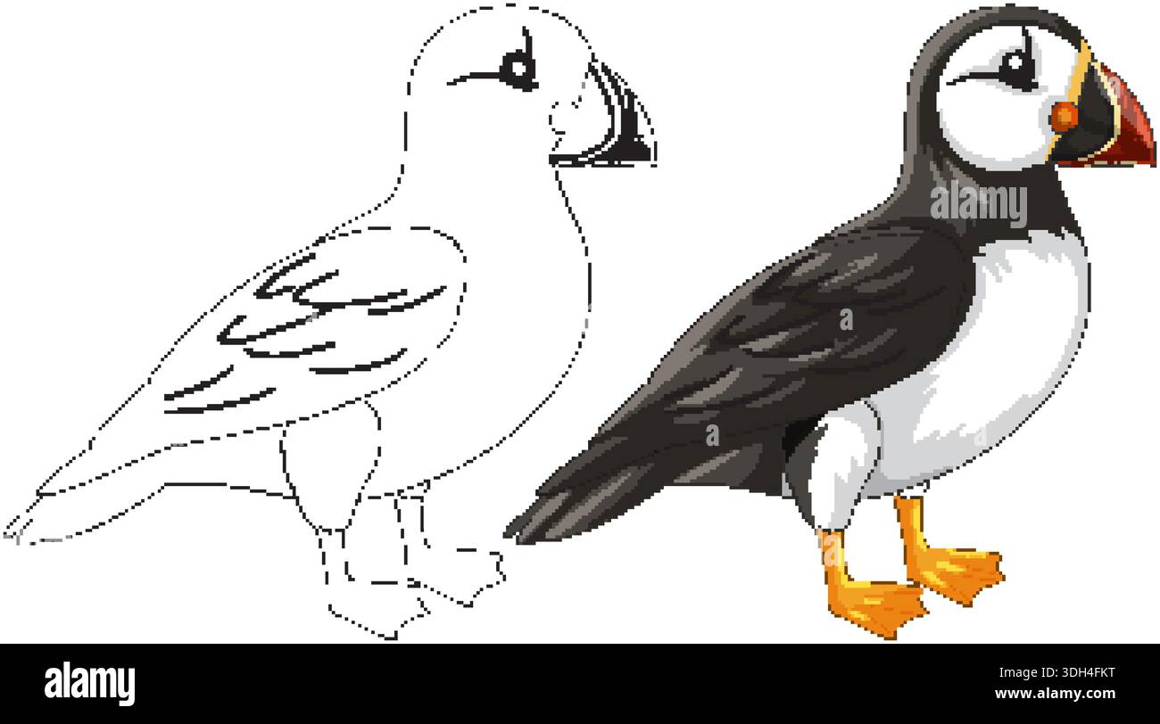 Side view vector illustration of an Atlantic puffin in colored and ...