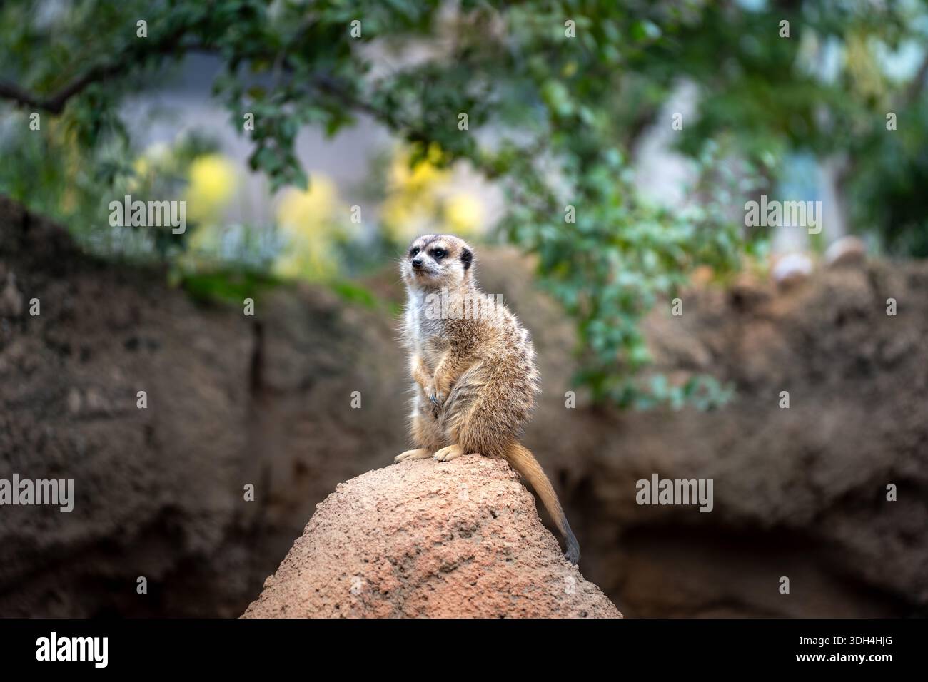 Meerkat standing upright on a rock in natural habitat. Wildlife animal ...