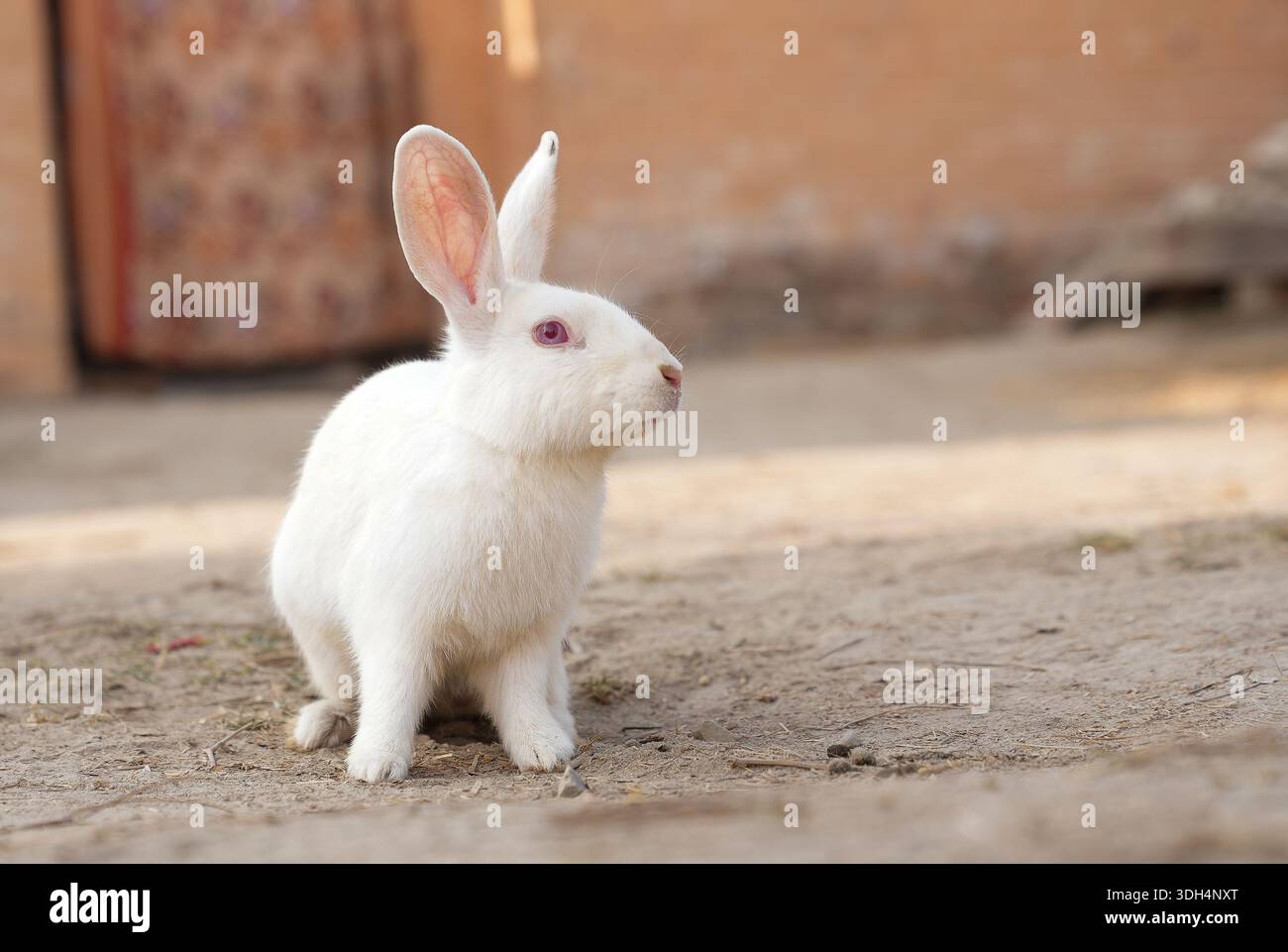 Focus on detailed texture hi-res stock photography and images - Alamy