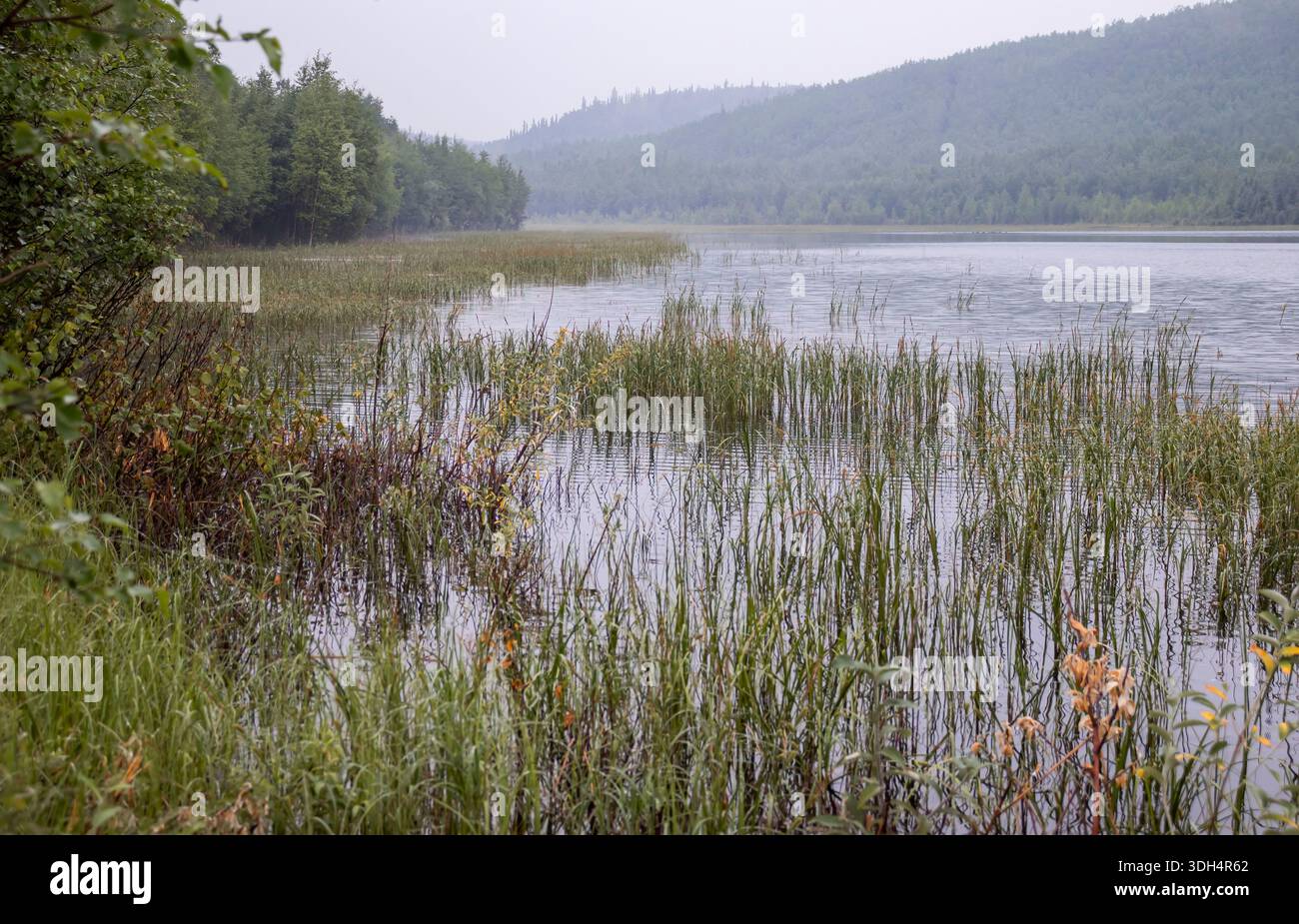 Plants in Bolio Lake on a dark, cloudy, rainy summer day near Delta ...