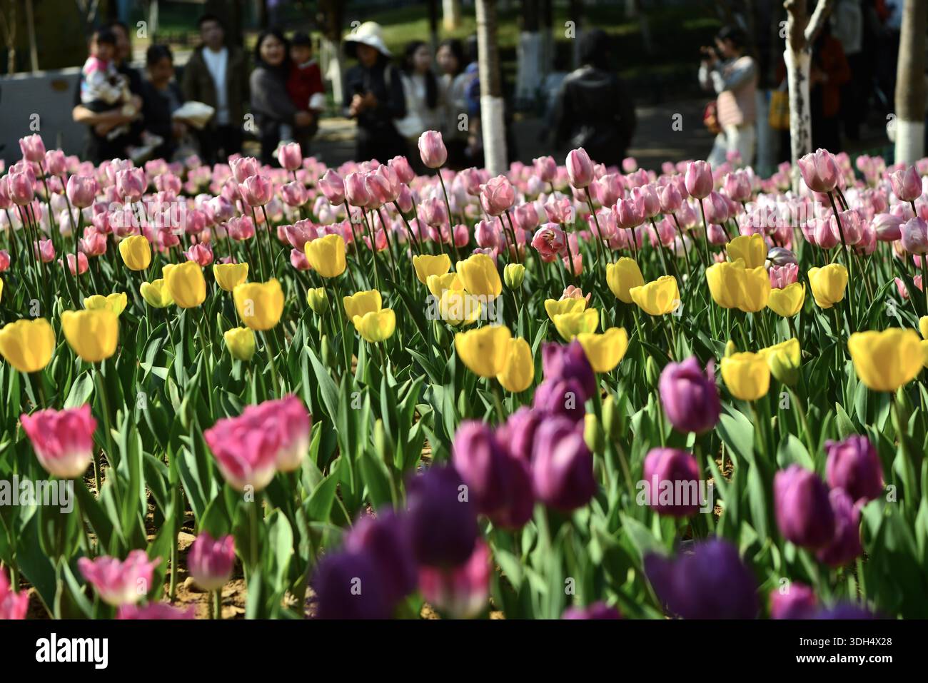 **CHINESE MAINLAND, HONG KONG, MACAU AND TAIWAN OUT**Various tulip ...