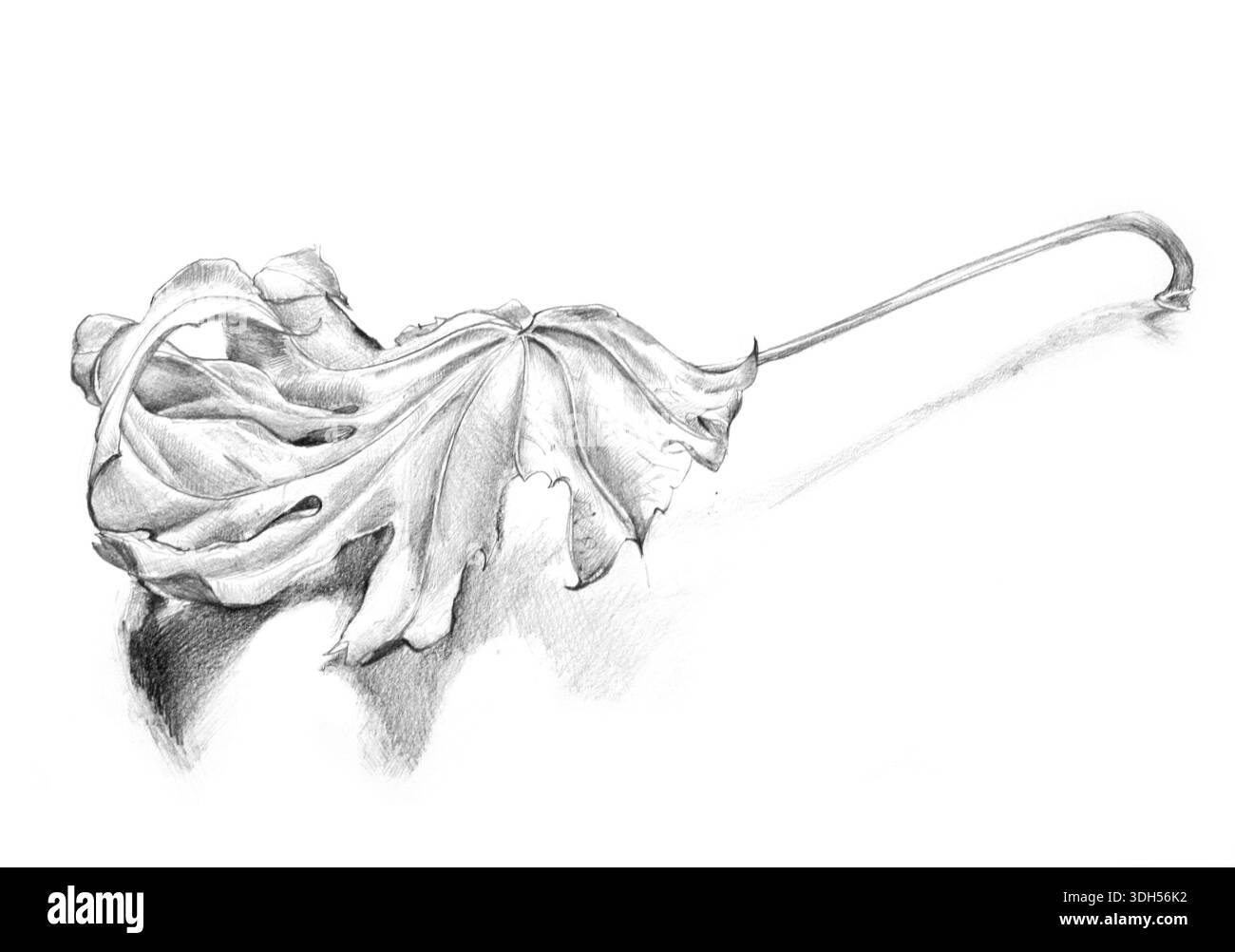 Leaf sketch series: from different angles and styles Stock Photo - Alamy