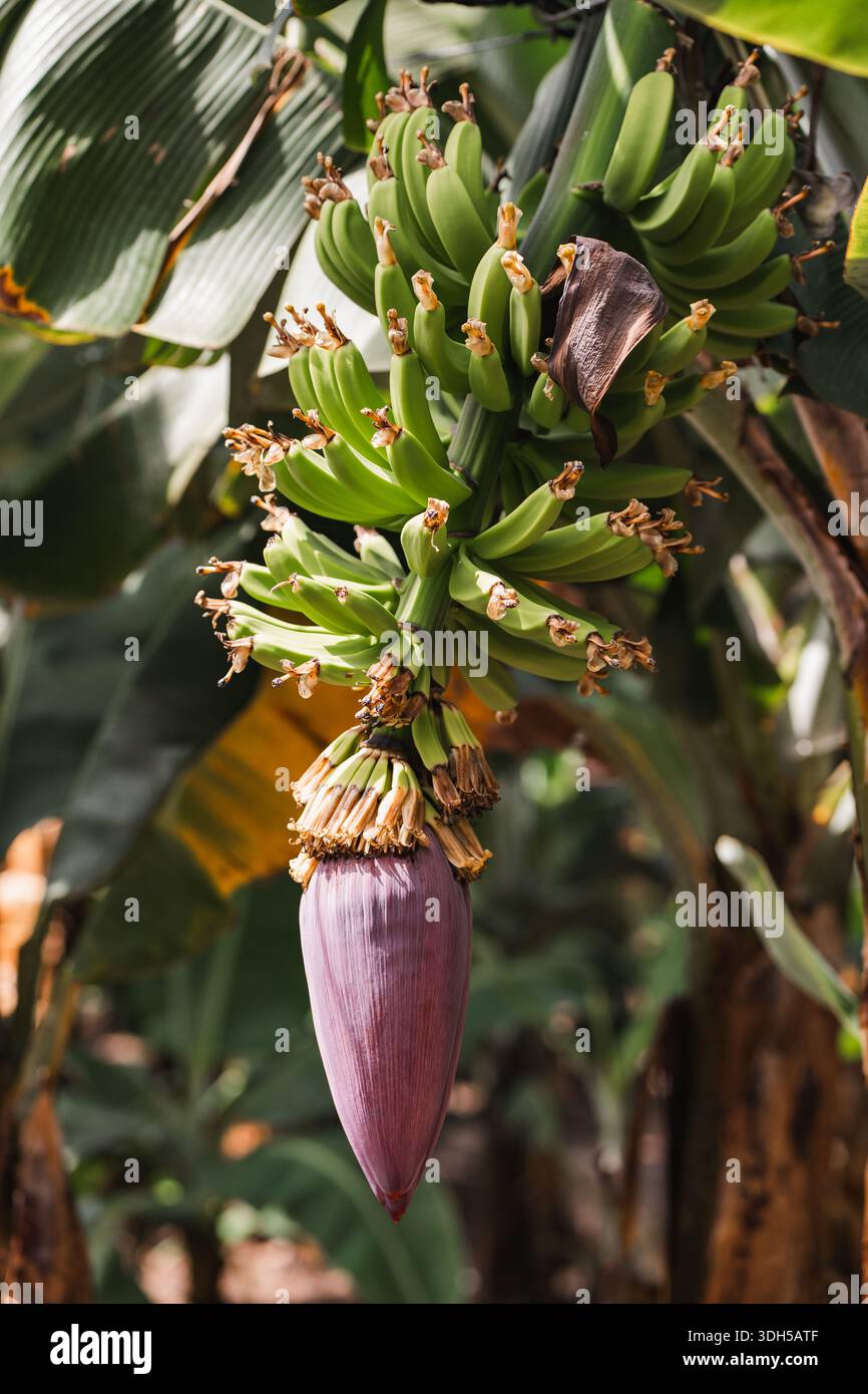 A vibrant banana plant with clusters of young green bananas flanked by ...