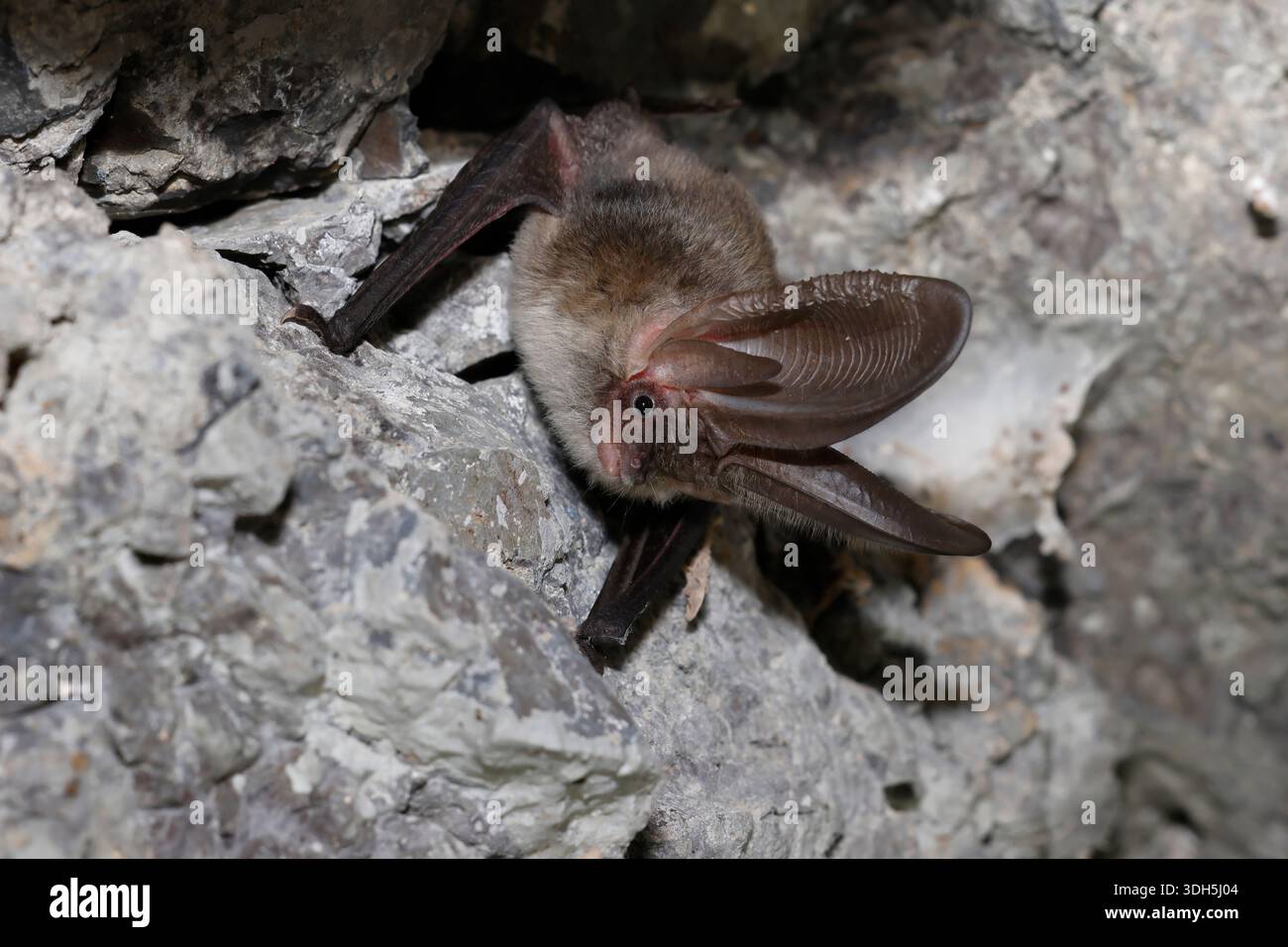 Tenerife long eared bat hi-res stock photography and images - Alamy