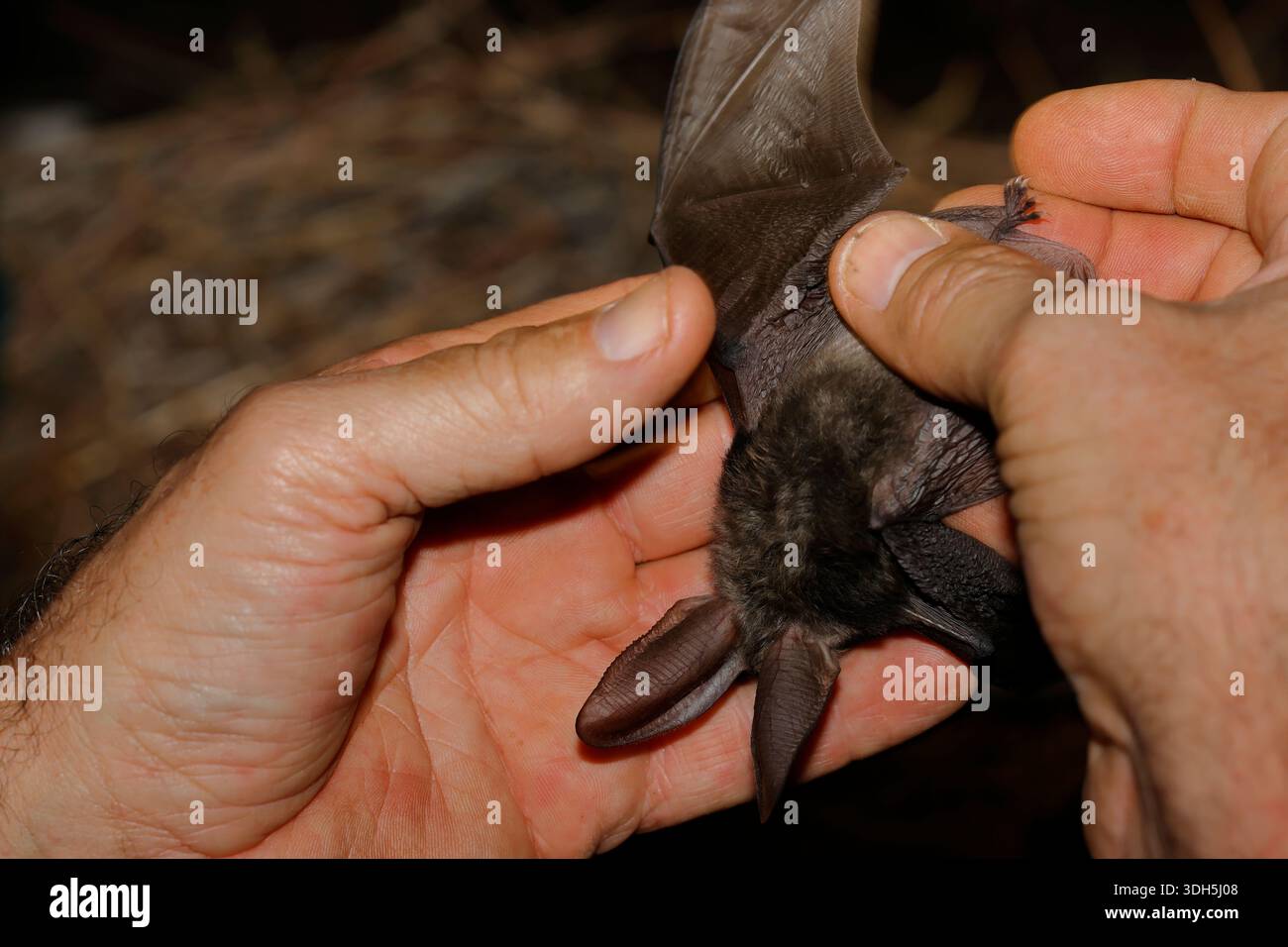 Canary big eared bat hi-res stock photography and images - Alamy