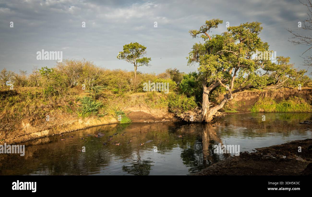landscape image of the Mala river and an ancient tree on its shore ...