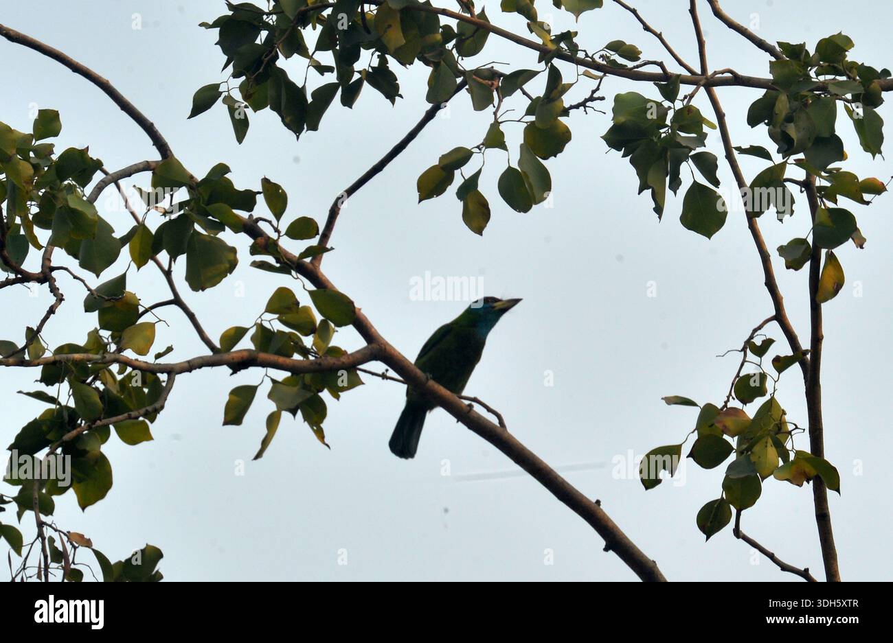 Siliguri, West Bengal, India. 20th Jan, 2026. A Blue Throated Barbet ...