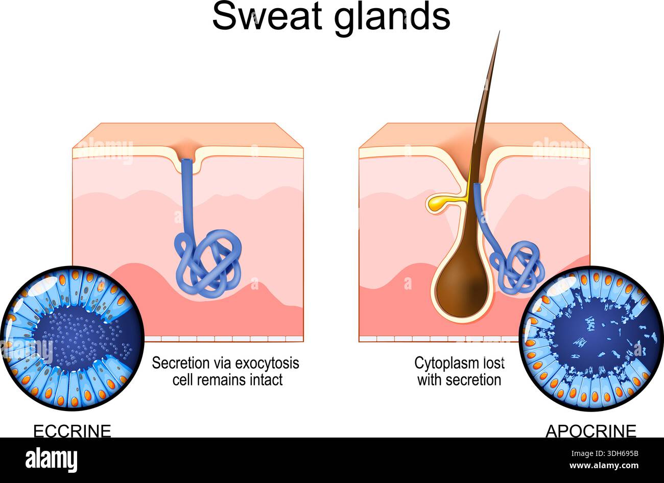 Skin morphology vector vectors hi-res stock photography and images - Alamy