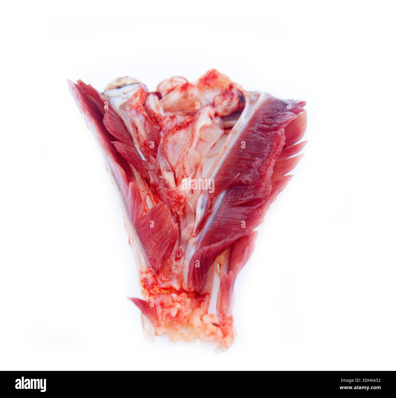 The anatomy of fish, Respiratory organs. Gills of a pike. Organs are ...
