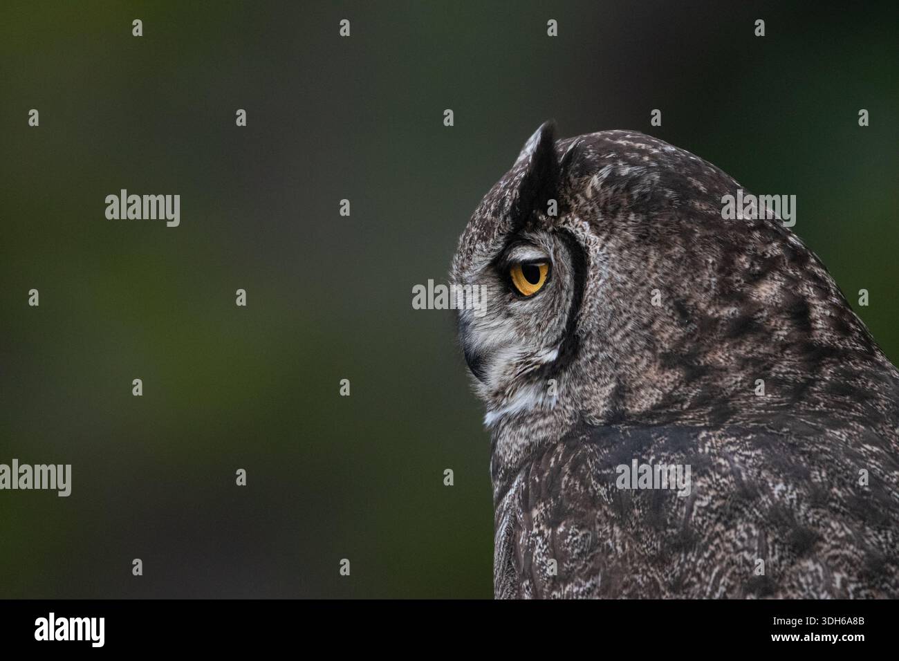 Lesser Horned Owl, Magellanic Horned Owl (Bubo magellanicus) portrait ...
