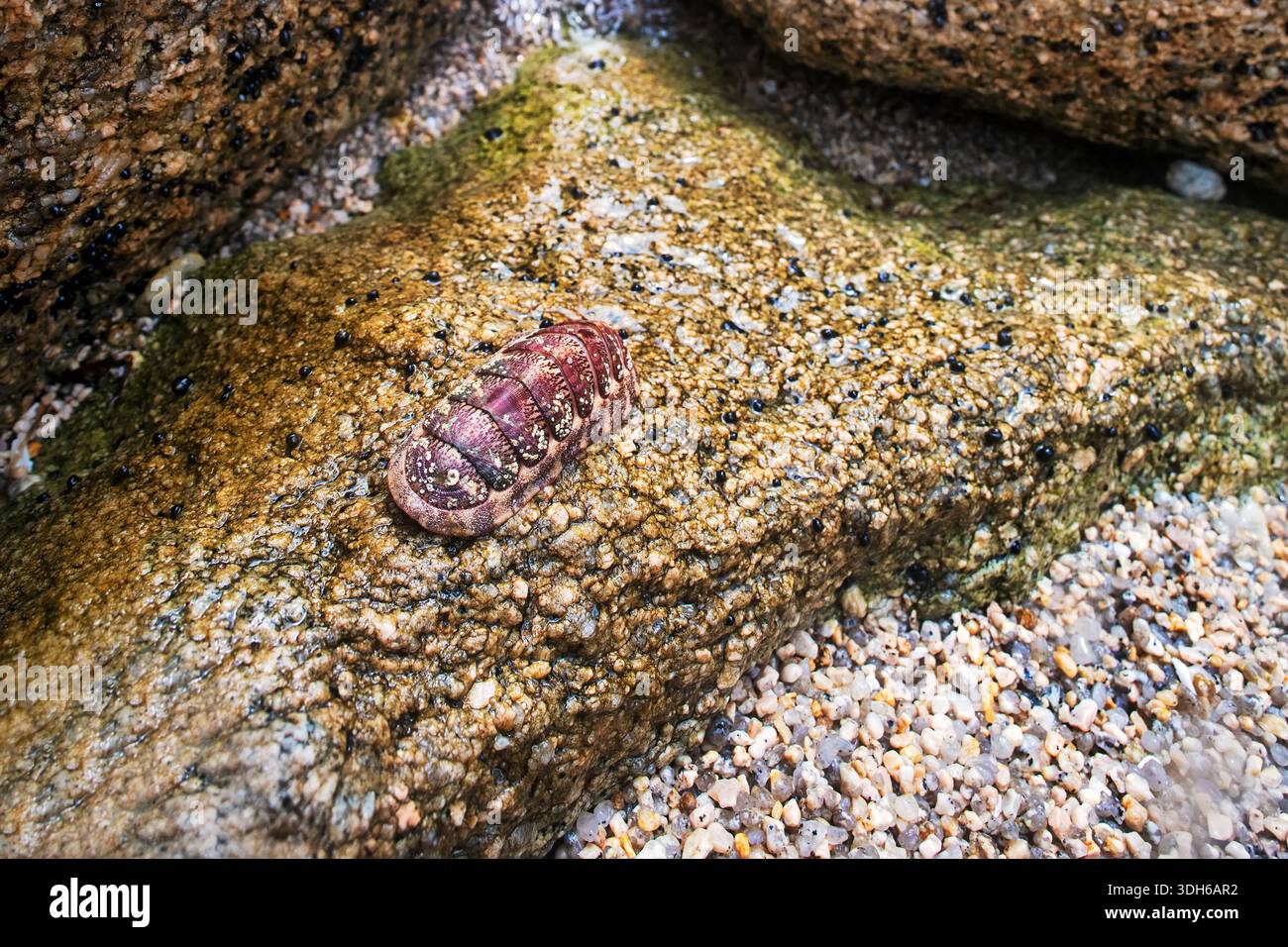 Reinforced radula hi-res stock photography and images - Alamy