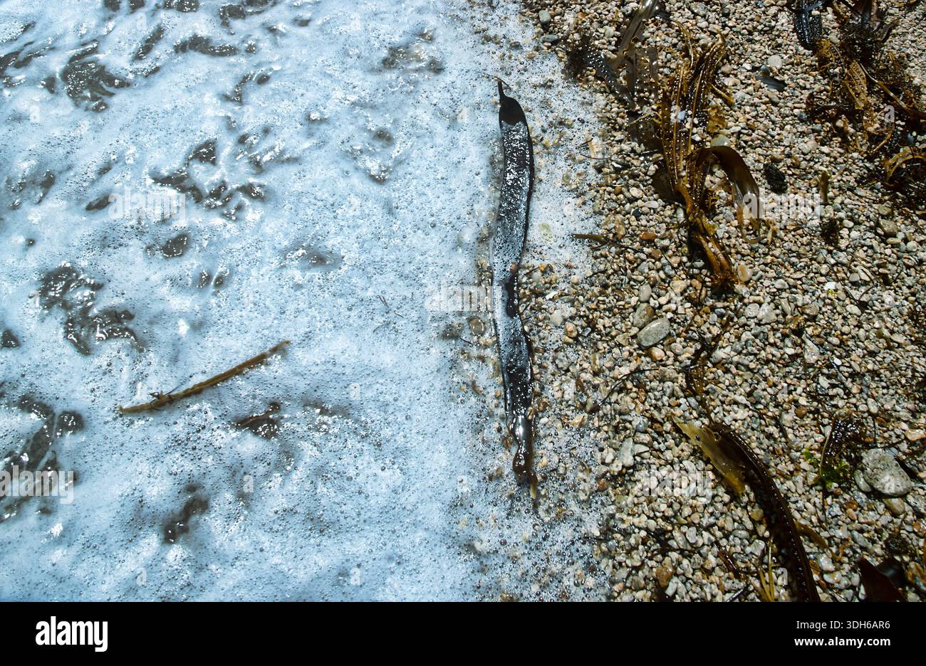 Algae floatsam in the supralithoral of Sea of Japan, sandy shell beach ...