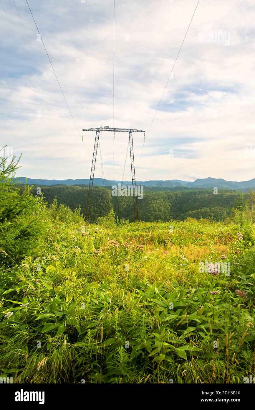 Sasa kurilensis. West Sakhalin Mountains, hill country. Glade of ilver ...