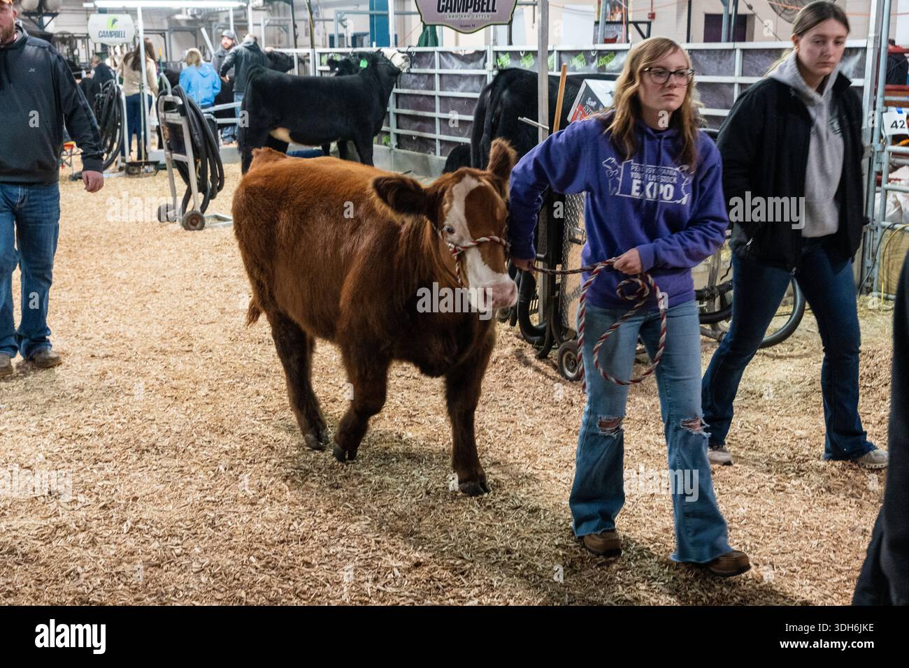 Harrisburg, PA, USA - January 10, 2026: A child pulls a cow through an ...
