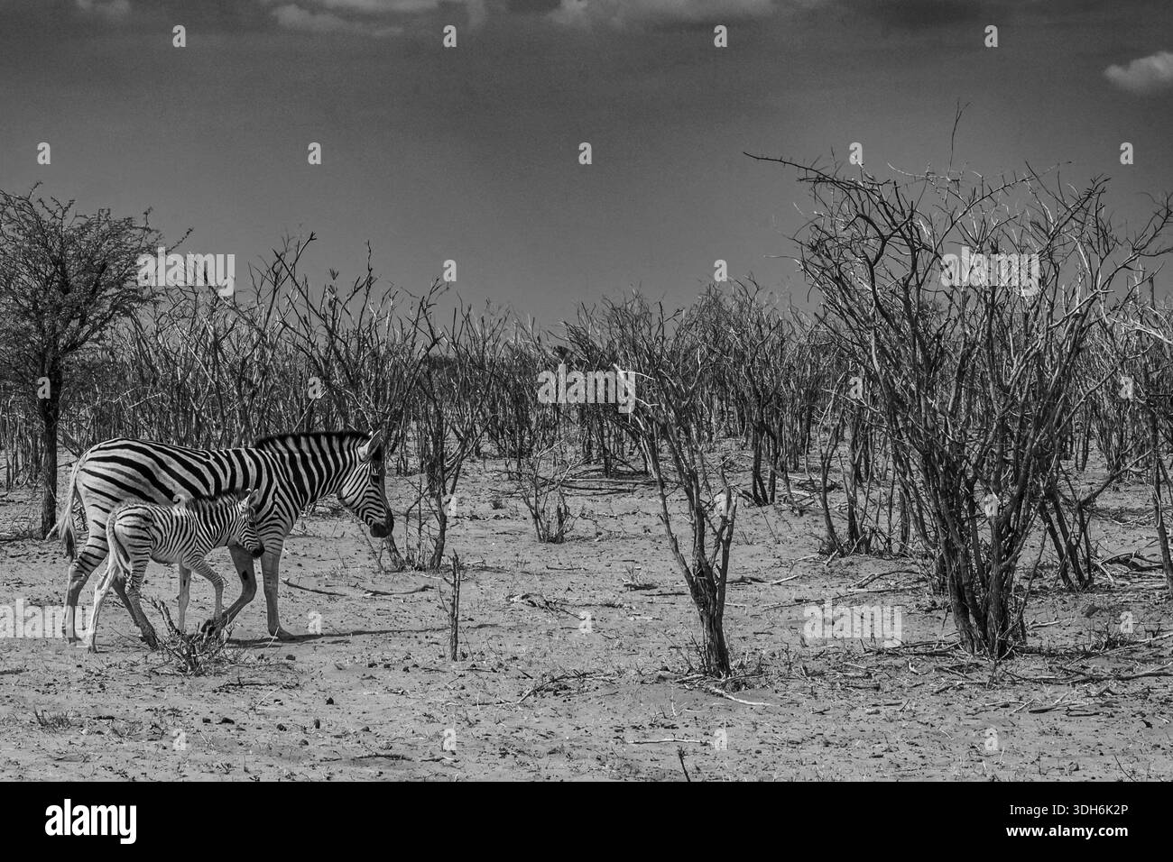 Zebra foal herd Black and White Stock Photos & Images - Alamy