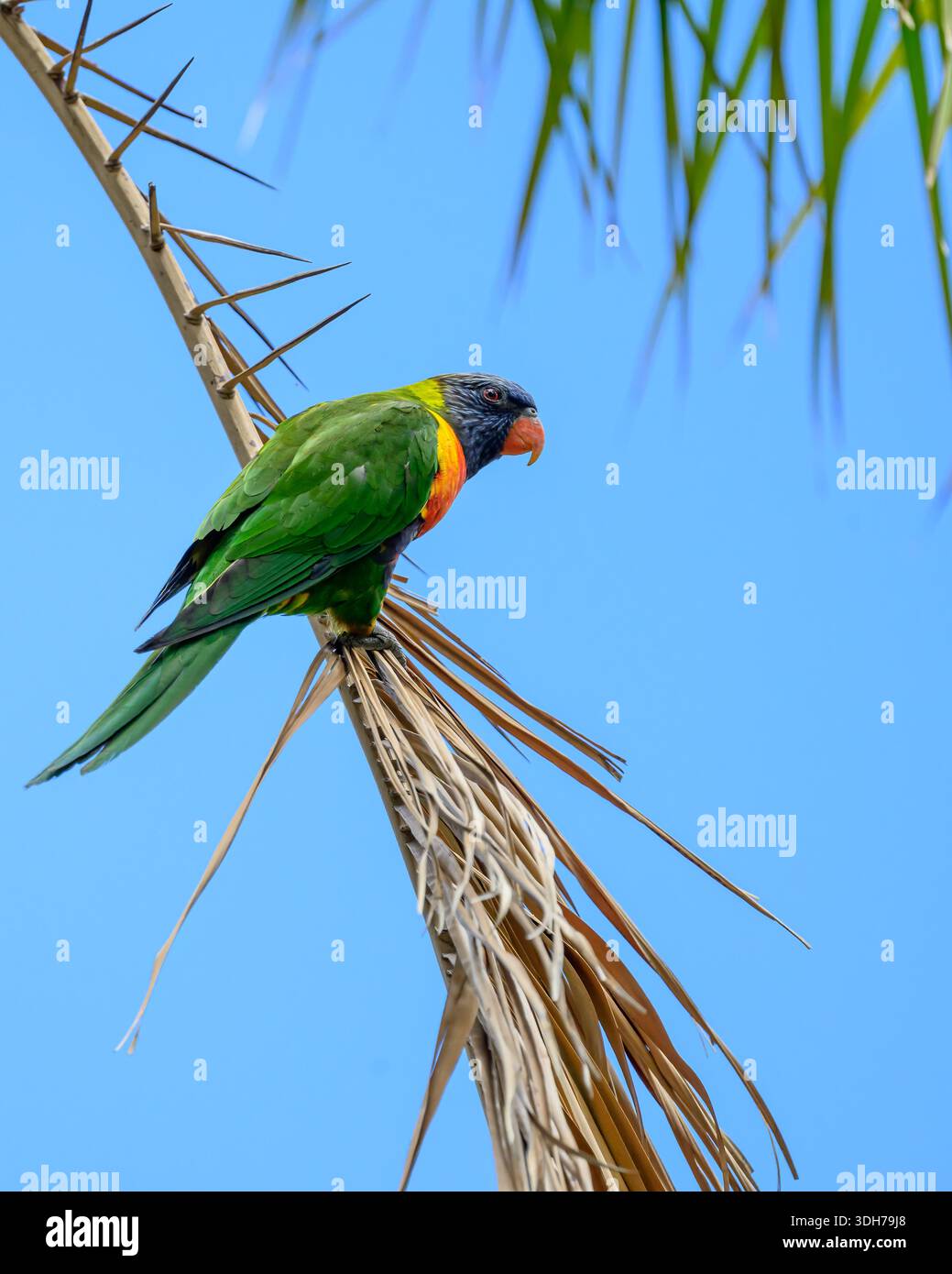 An Australian ringneck (Barnardius zonarius) parrot perched on a tree ...