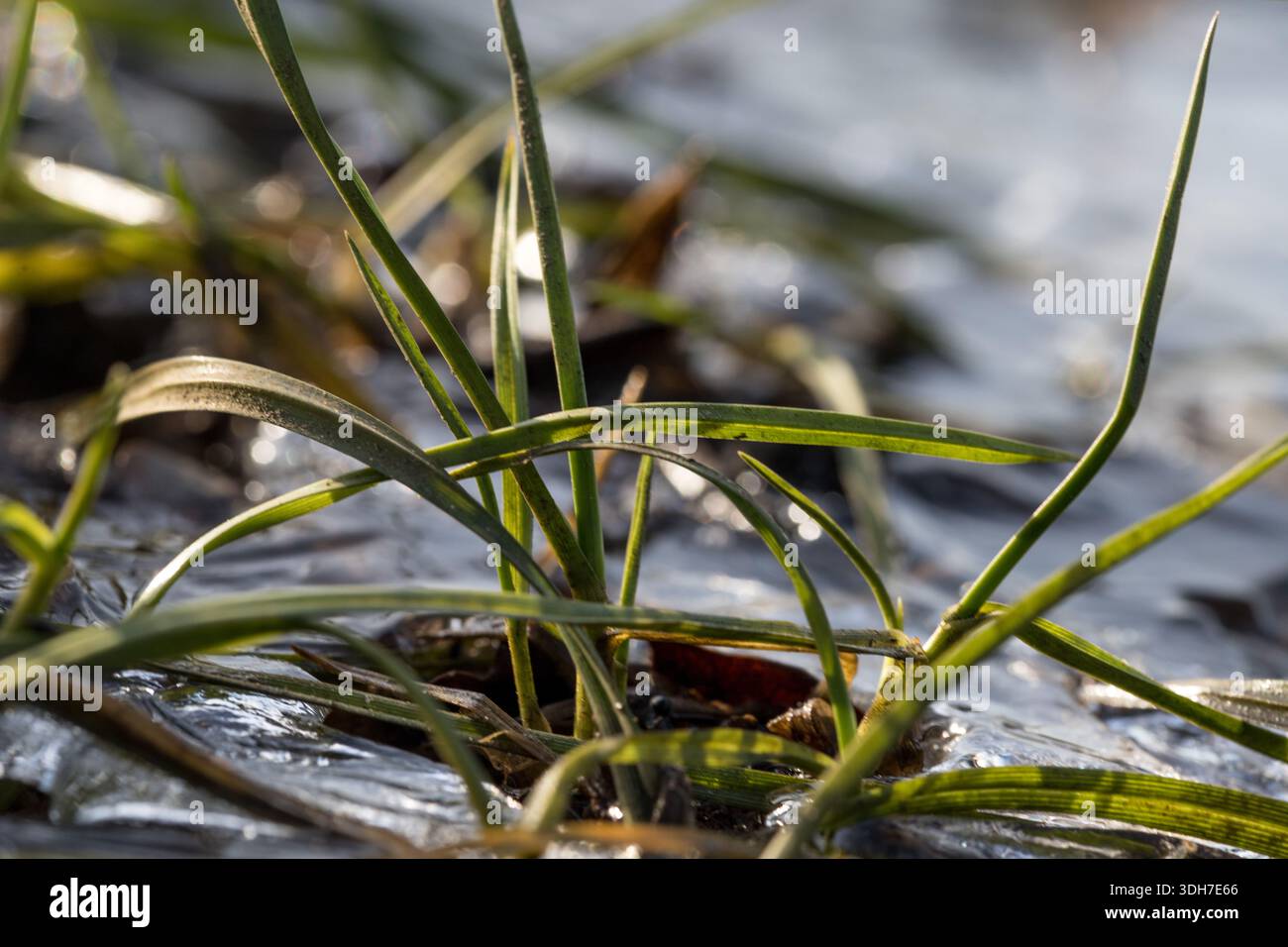 Ice of a frozen puddle, backlit by the sun, with frozen grass Stock ...