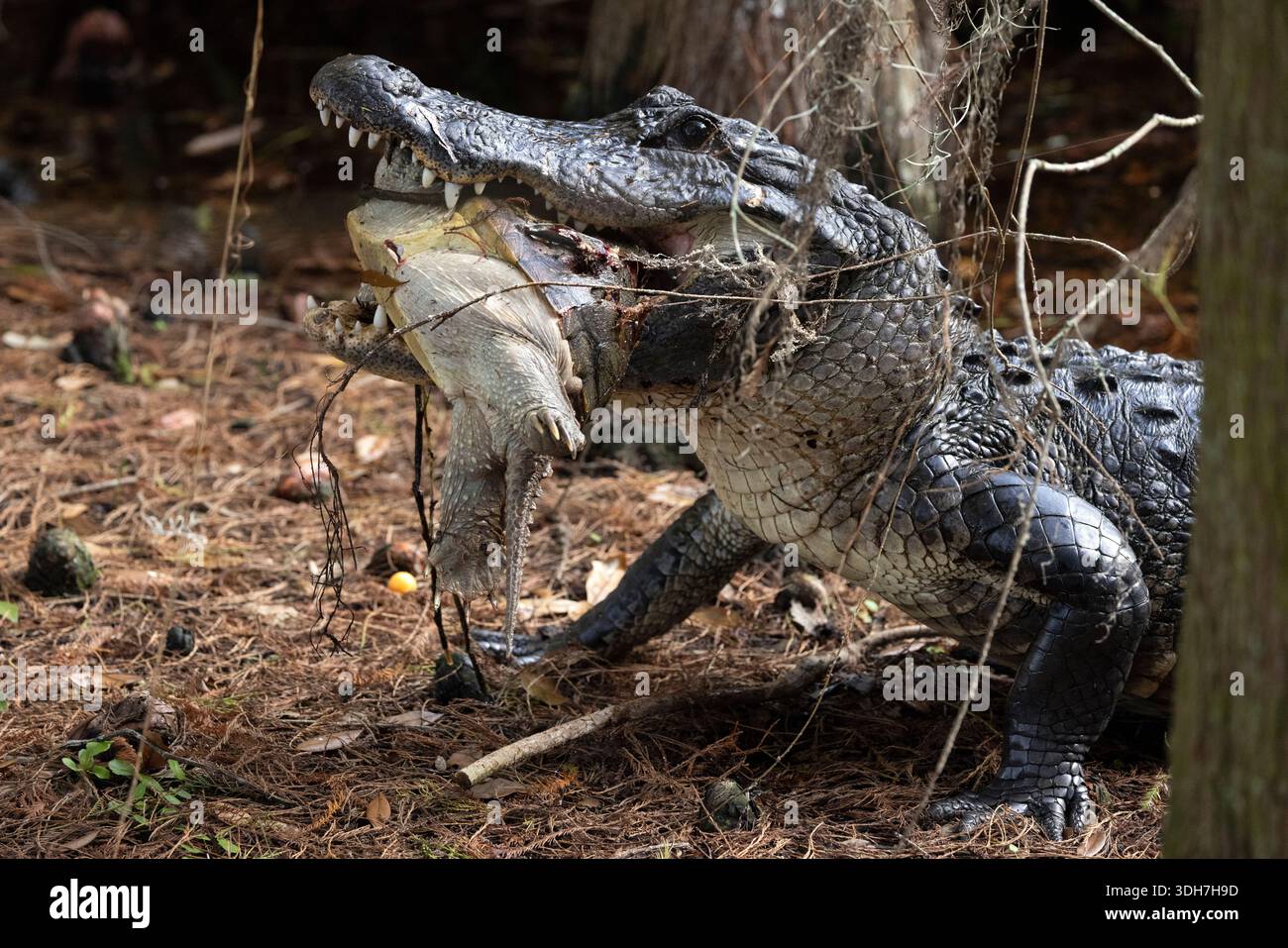 Alligator jaws turtle hi-res stock photography and images - Alamy