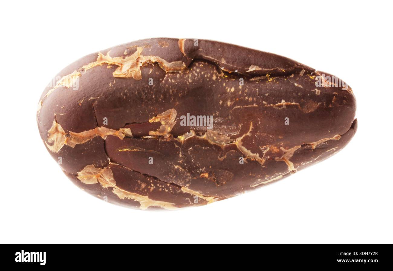 Cocoa bean tree design hi-res stock photography and images - Alamy