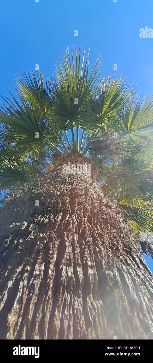 Palm tree reaching bright hi-res stock photography and images - Alamy