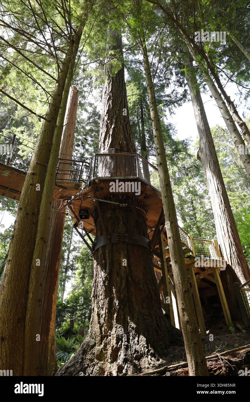 Capilano Suspension Bridge Park BC Canada Stock Photo - Alamy