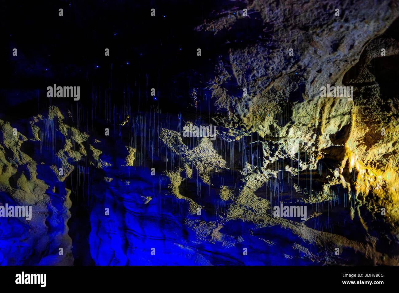 Glow worms in Waitomo Caves, Waikato Region, North Island, New Zealand ...