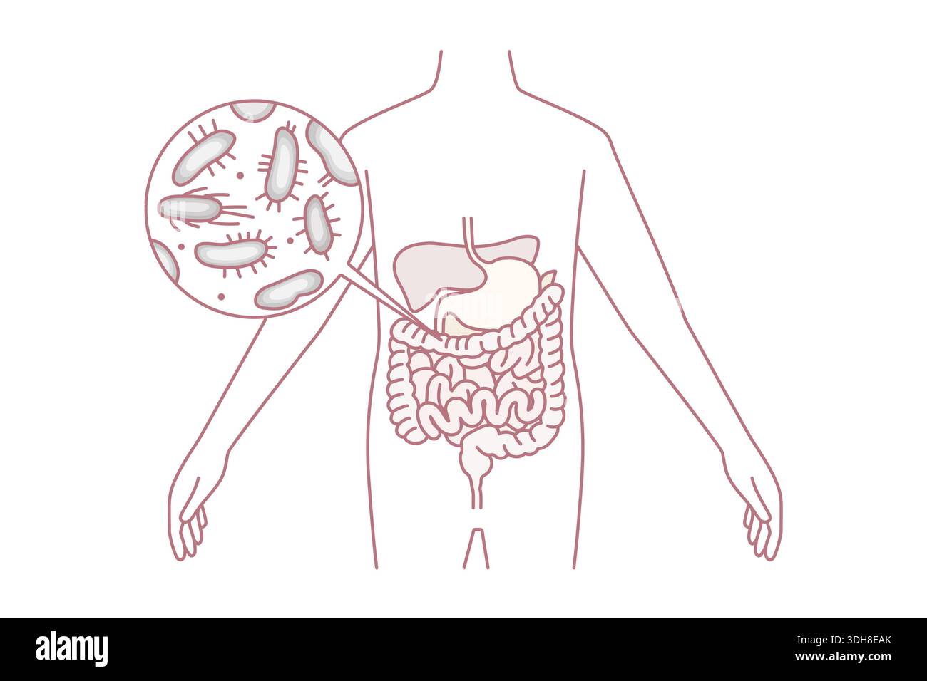 Digestive system and intestines concept. Human body with green and red ...