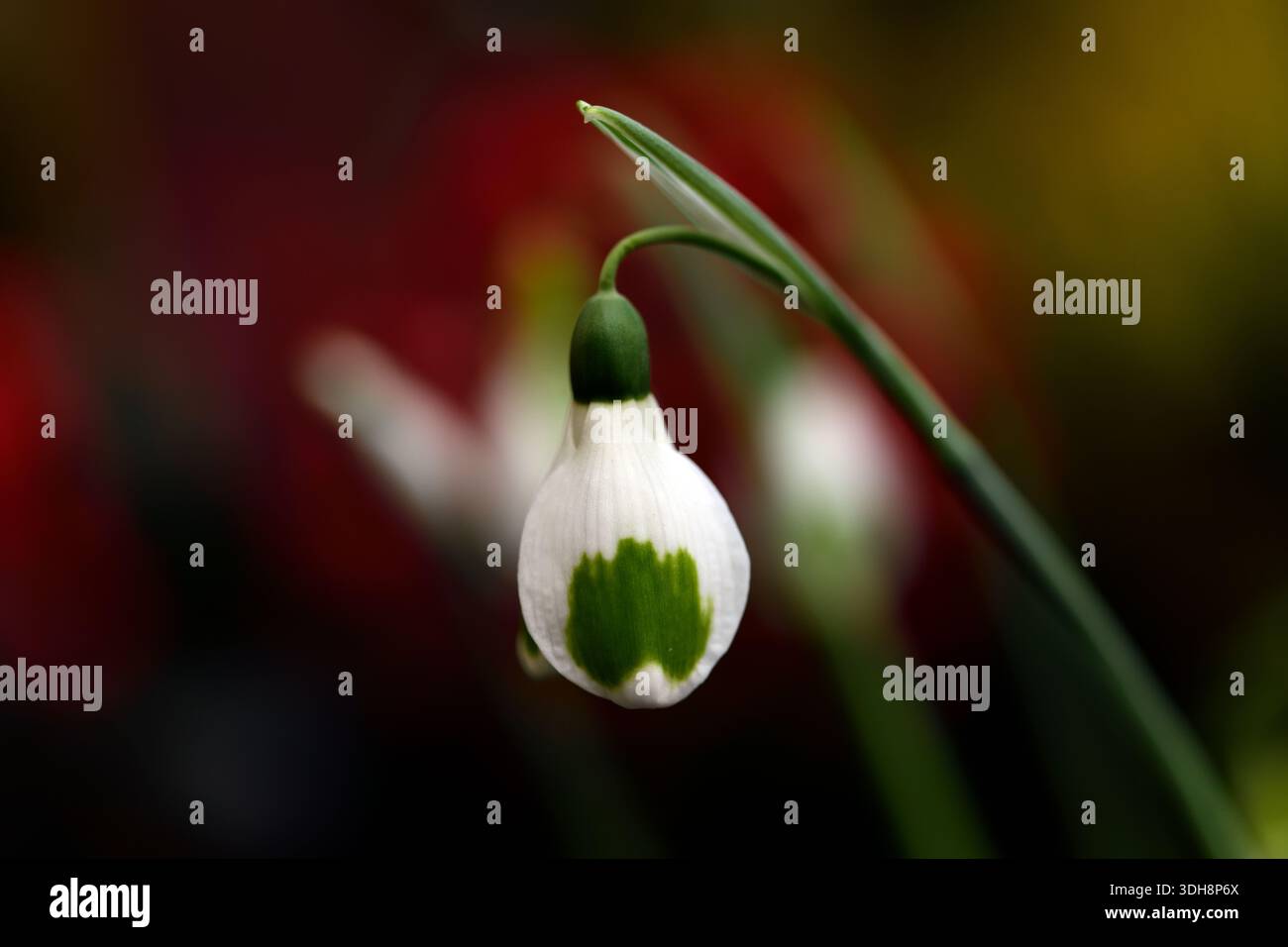 Galanthus Pieces of Eight,hybrid virescent snowdrop; hybrid galanthus ...