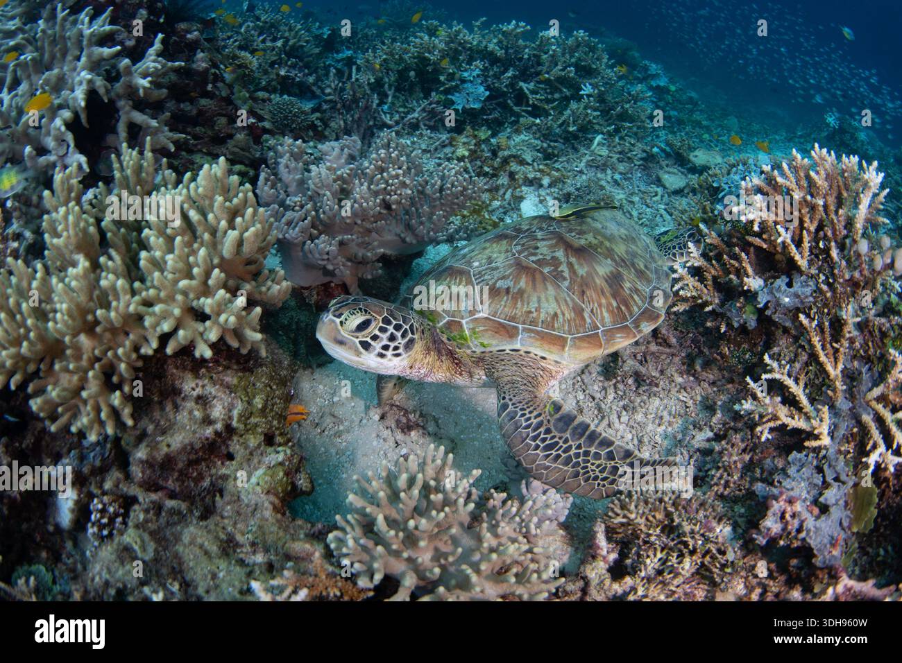 A large Green sea turtle, Chelonia mydas, rests on a coral reef in Raja ...
