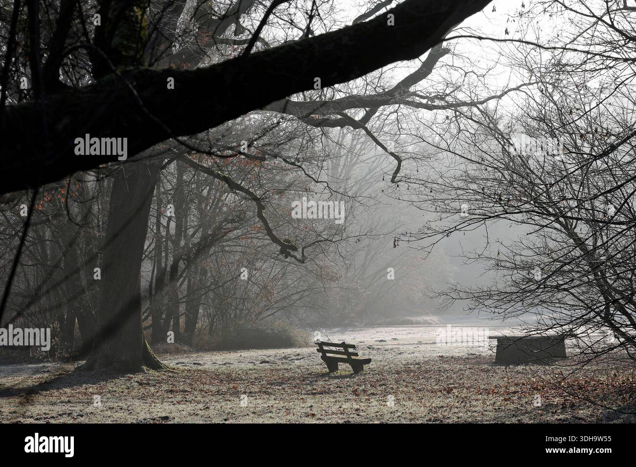 Darmstadt Impressionen 20.01.2026 Frühnebel am Oberwaldhaus beim ...