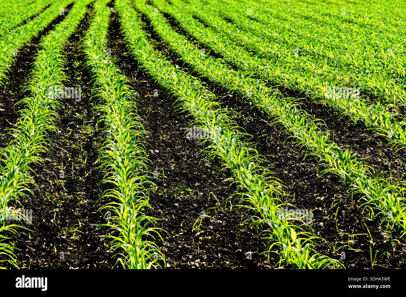 Corn field crop cornfield hi-res stock photography and images - Alamy